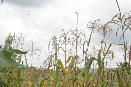 Desert locusts invade maize farms in Murang’a County – Kenya News Agency
