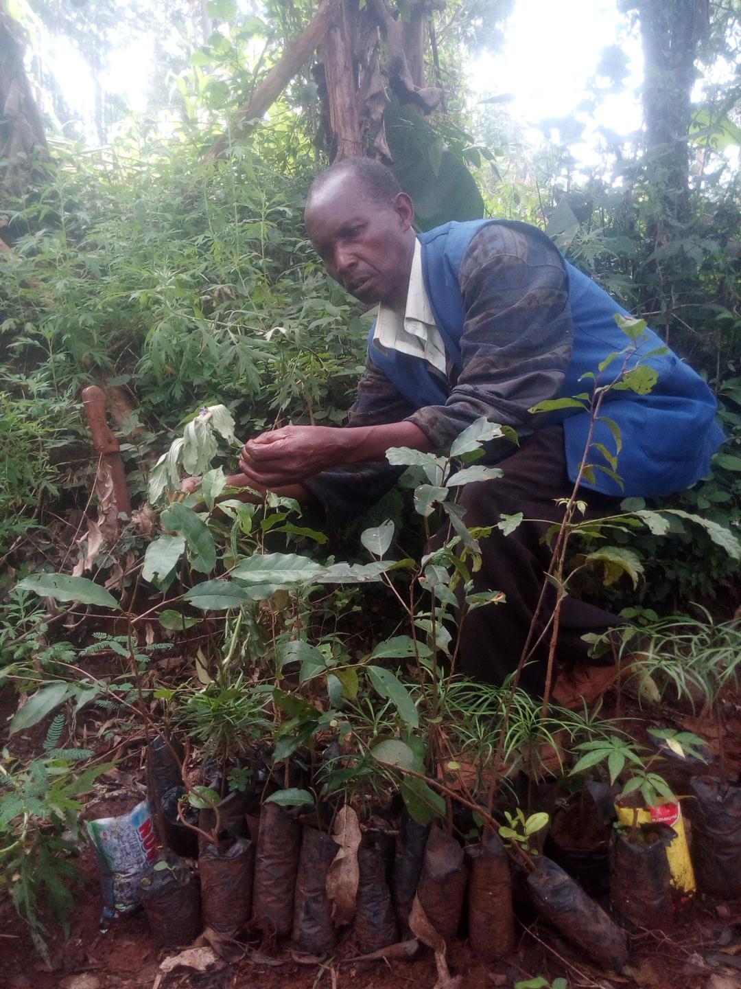 Traditional trees and herbs might provide Covid-19 cure ...