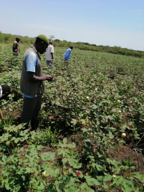 Monkeys Invade Rarieda Cotton Farms – Kenya News Agency