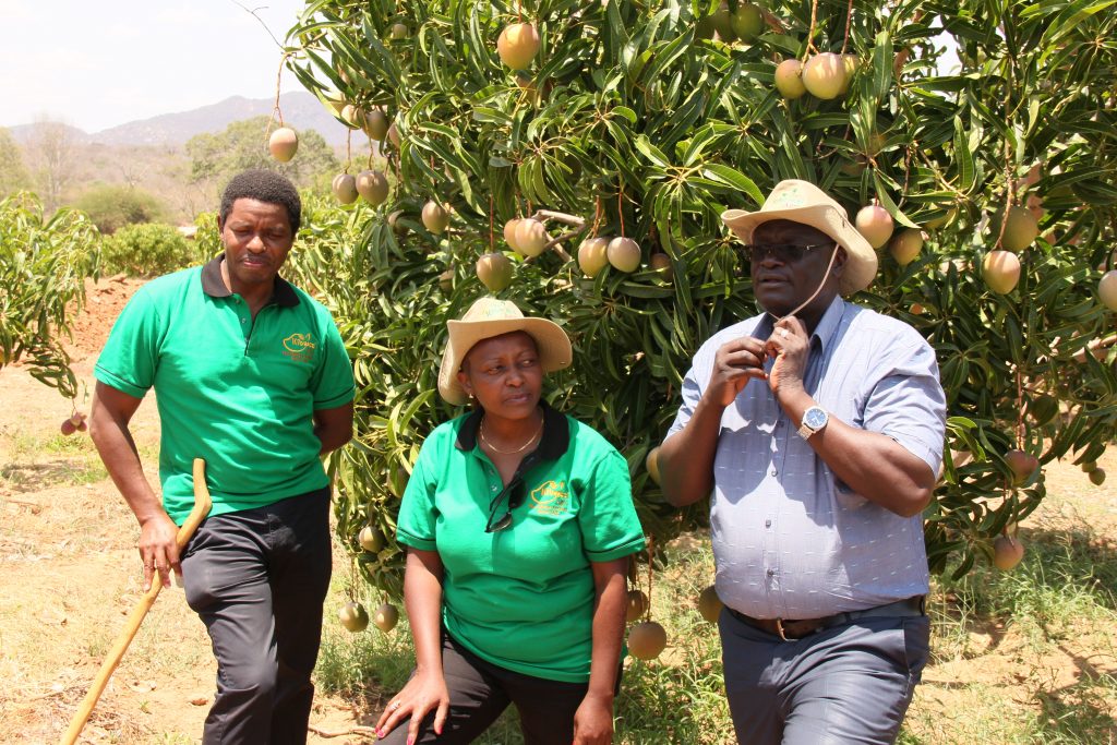 Couple closed tours and Travel Company to venture into mango farming ...