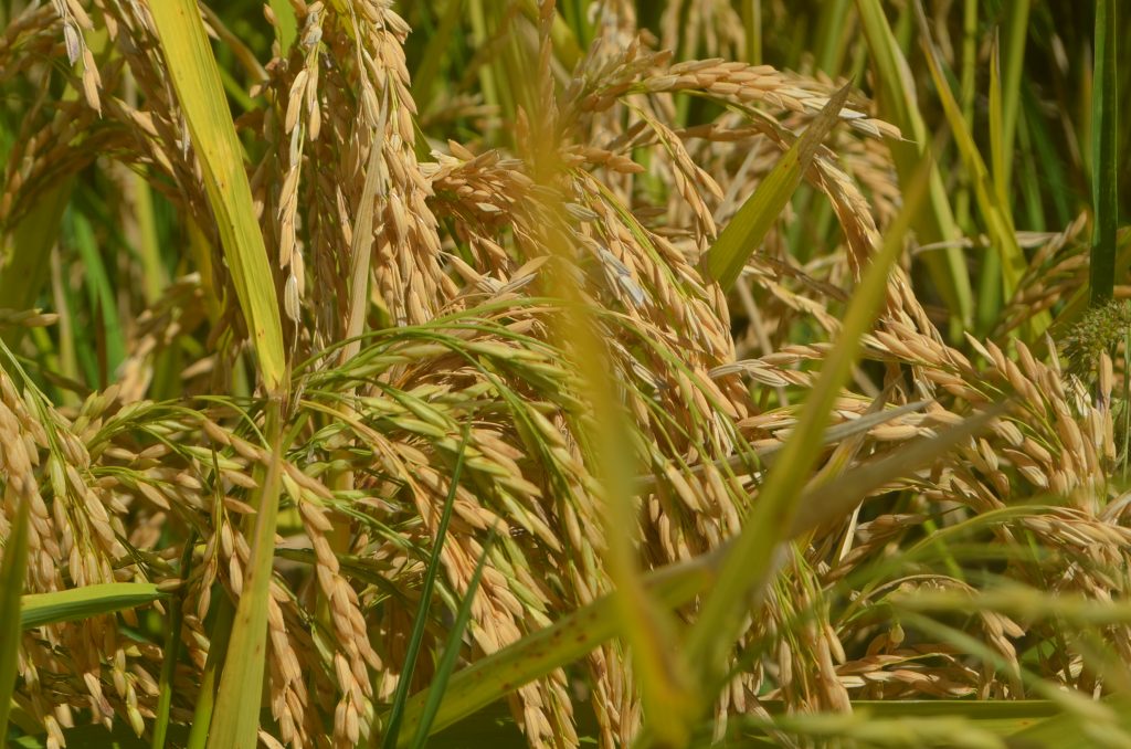 Mwea Farmers Embrace high yielding hybrid Rice – KNA