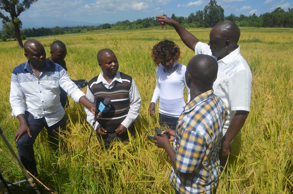 Mwea Farmers Embrace high yielding hybrid Rice – Kenya News Agency
