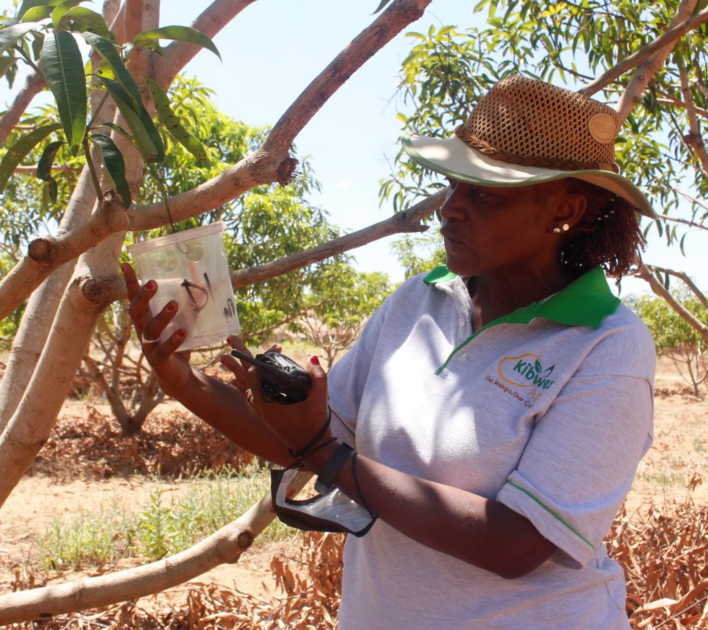 Demand for freshly cut-ripe mangoes a boon for Kenyan farmers – Kenya ...