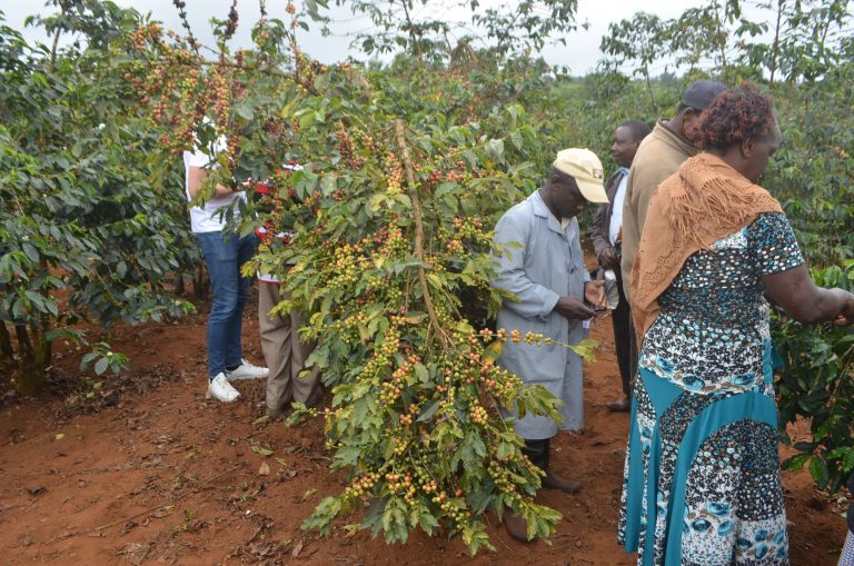 Coffee farmers praise reforms as pay improves – Kenya News Agency