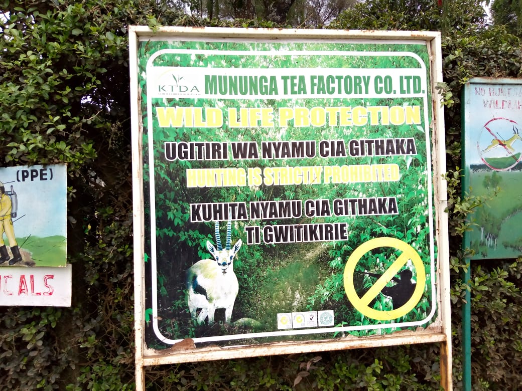 Tea factory Manager thrown out of staff quarters – Kenya News Agency