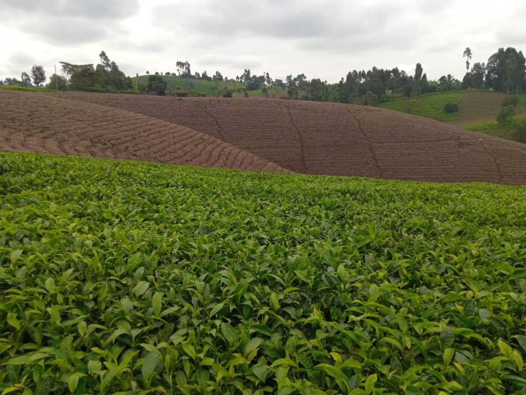 Tea Director lauds government for setting prices at Mombasa auction ...