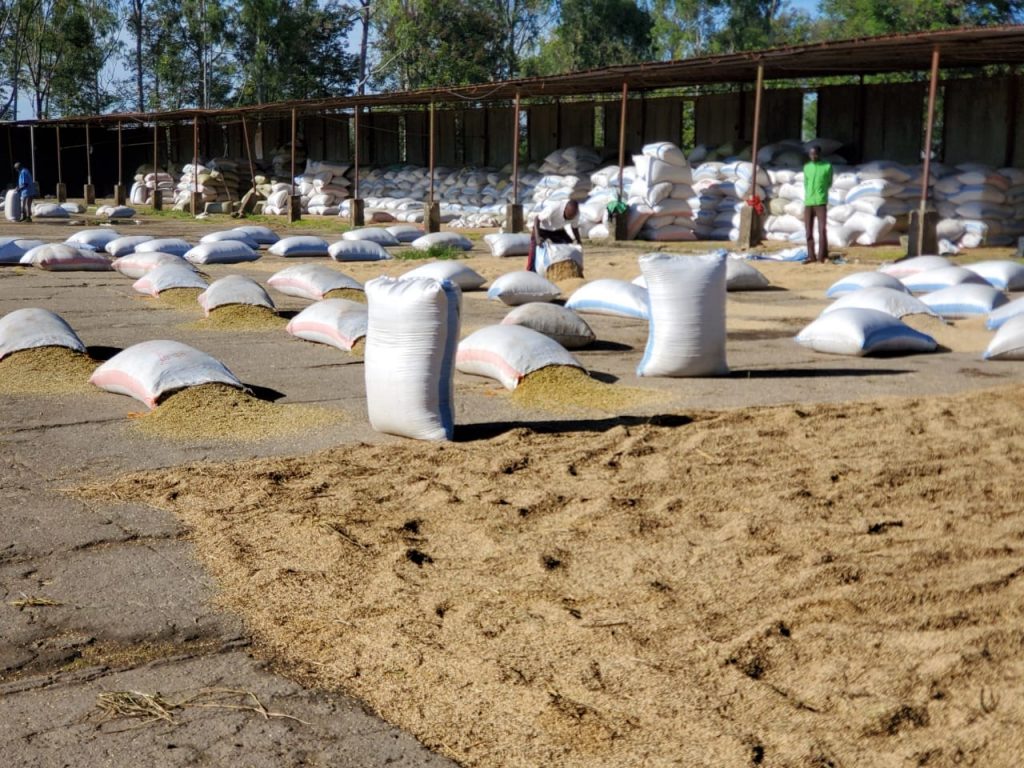 Modern farming practices increase rice production in Kisumu – Kenya ...