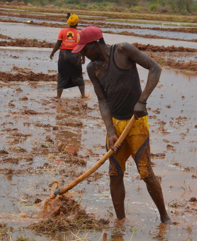 Tana River farmers bank on rice farming – Kenya News Agency