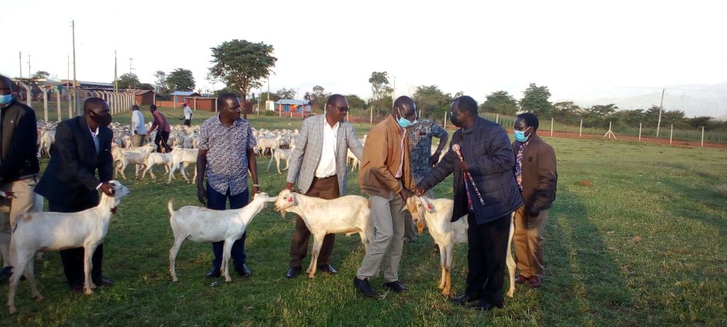 West Pokot farmers receive 643 Galla goats – Kenya News Agency