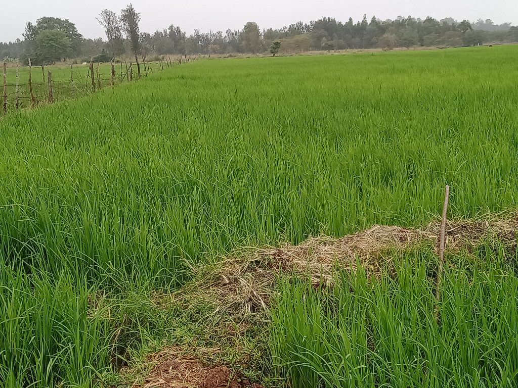 Murang’a farmers embrace rice farming – Kenya News Agency