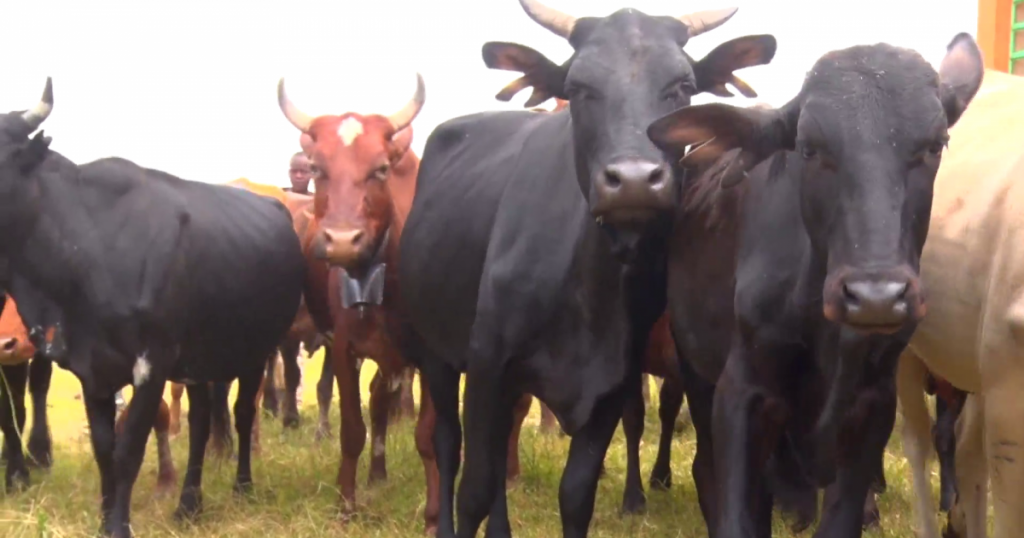 Animal traceability system to improve livestock markets – KNA