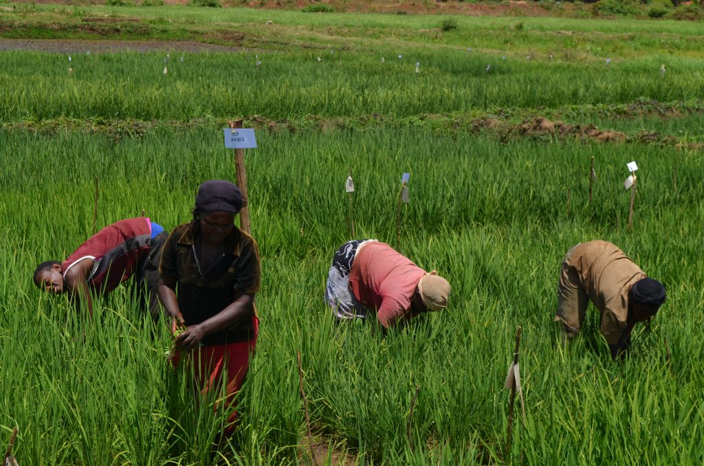 Kirinyaga County prioritizes rice farming – Kenya News Agency