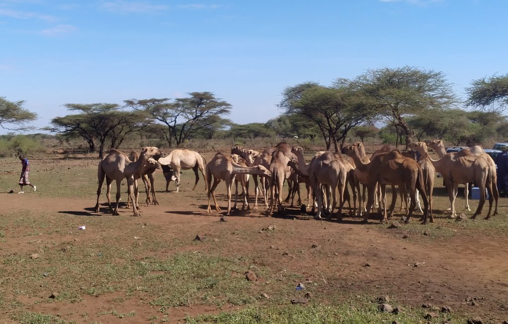 KALRO unveils reports on camel research – Kenya News Agency