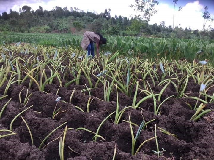 Young Agripreneur thrives in arrowroot farming – Kenya News Agency