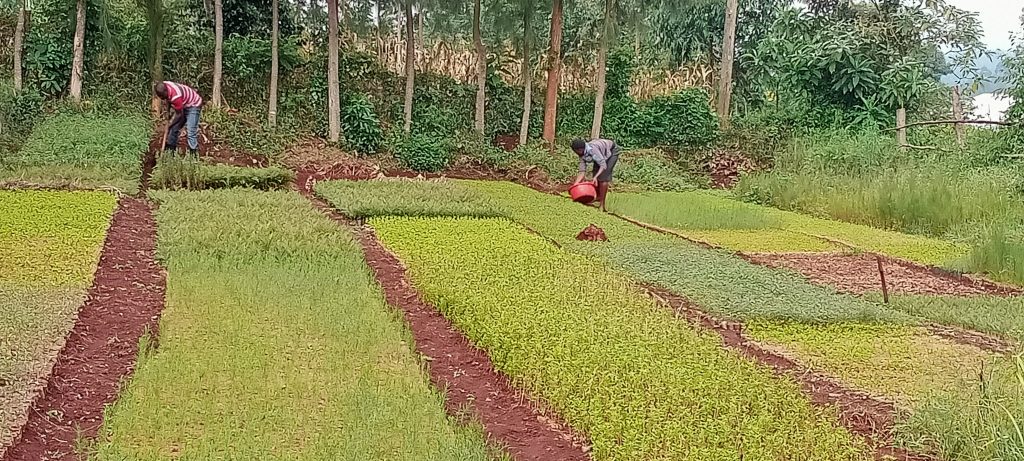 Group trains young farmers in tree planting technique – Kenya News Agency
