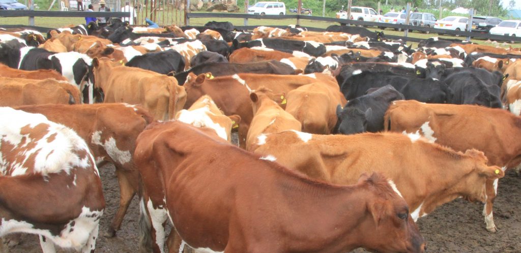 Migori launches 6th phase of cattle-upgrade programme – Kenya News Agency