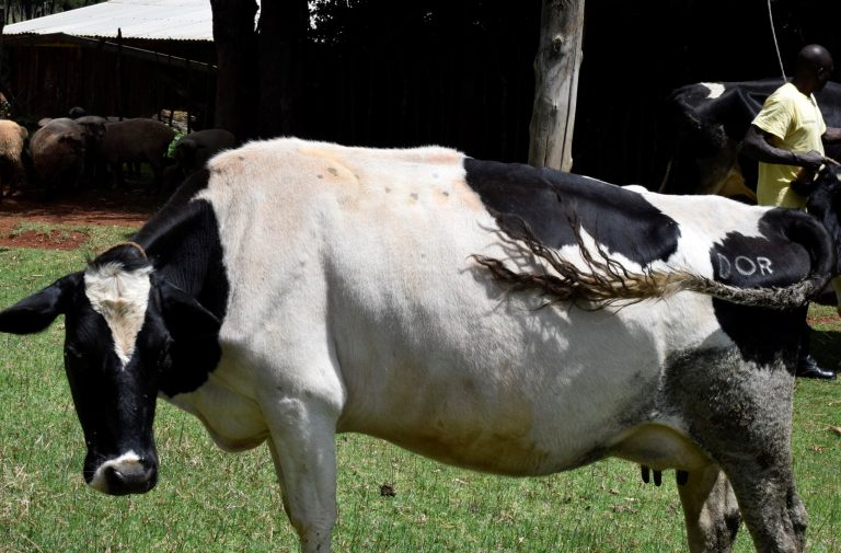Farmer opts for freeze branding to identify cattle – Kenya News Agency