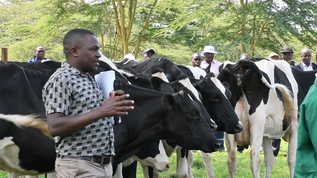 KALRO introduces improved dairy breeds amid climate change – Kenya News ...