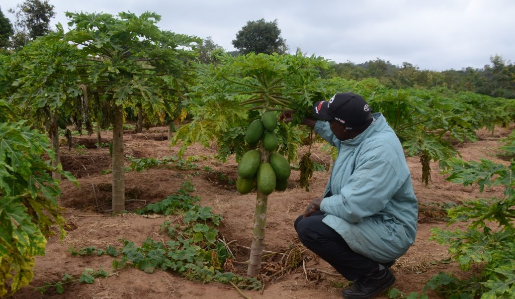 Vet doctor succeeds in pawpaw farming – KNA