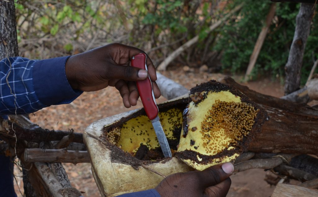 Tsavo farmers shift to stingless beekeeping – Kenya News Agency