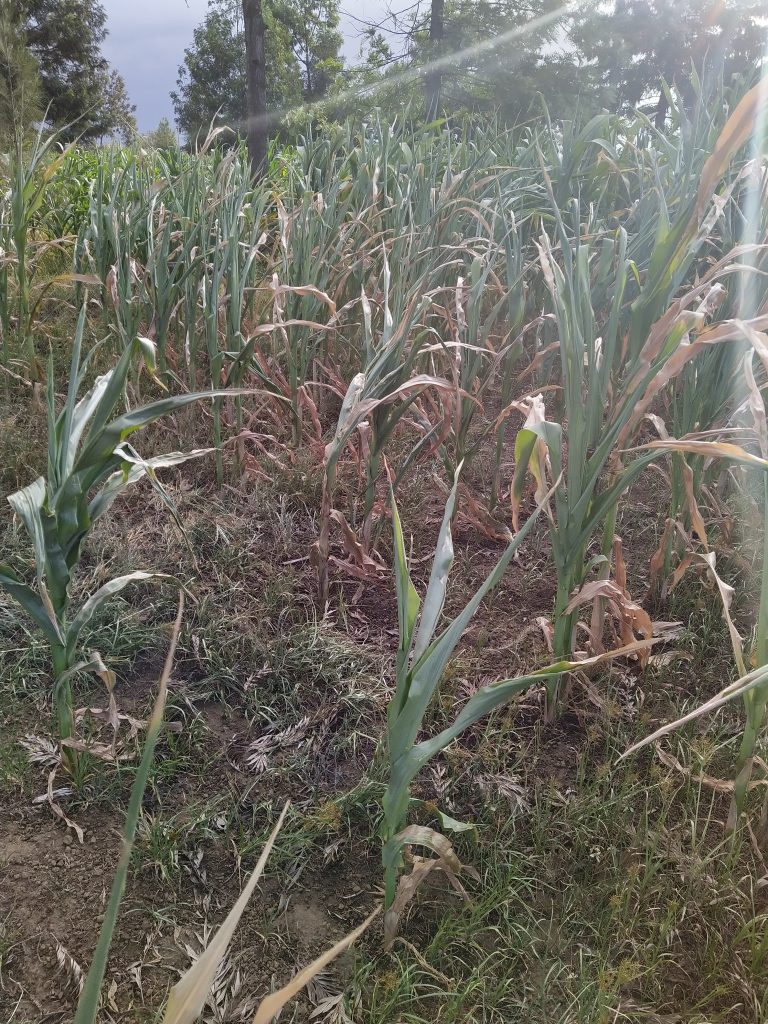 Poor maize harvest anticipated in Nakuru county – KNA