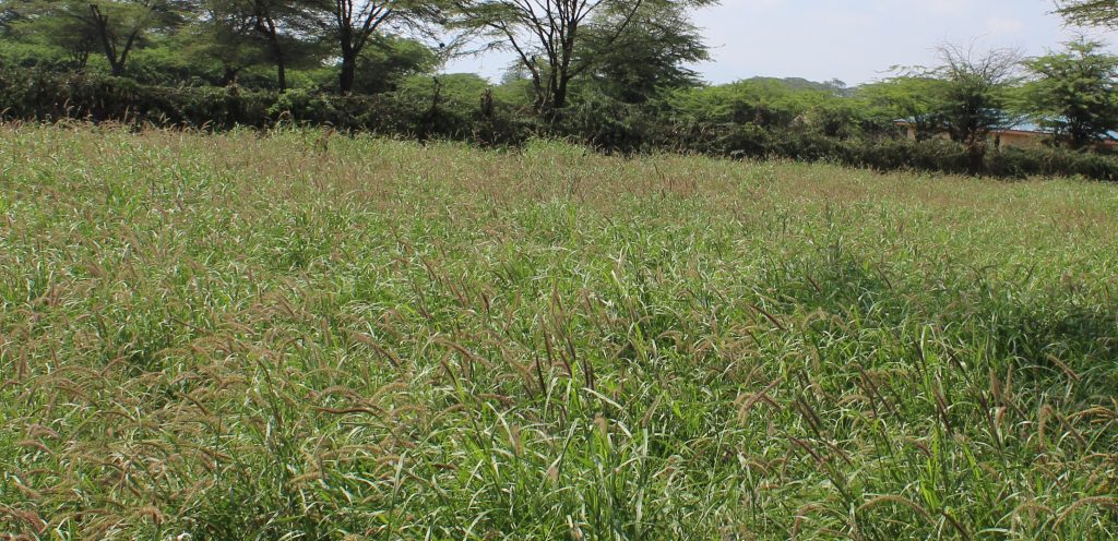 KVDA keen to promote peace through pasture farming – Kenya News Agency