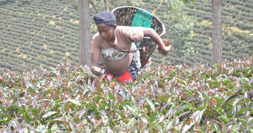 Murang’a KTDA factories roll out plan for reliable energy – Kenya News ...