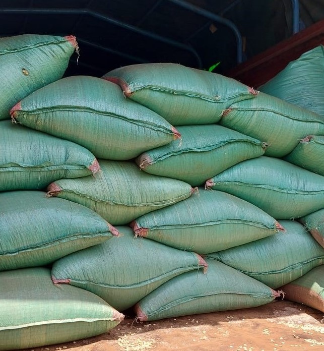 Maize deficit to persist despite harvest in North Rift – Kenya News Agency