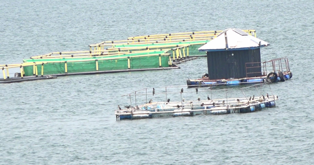 KMFRI introducing prototype fish cages to monitor oxygen levels – KNA