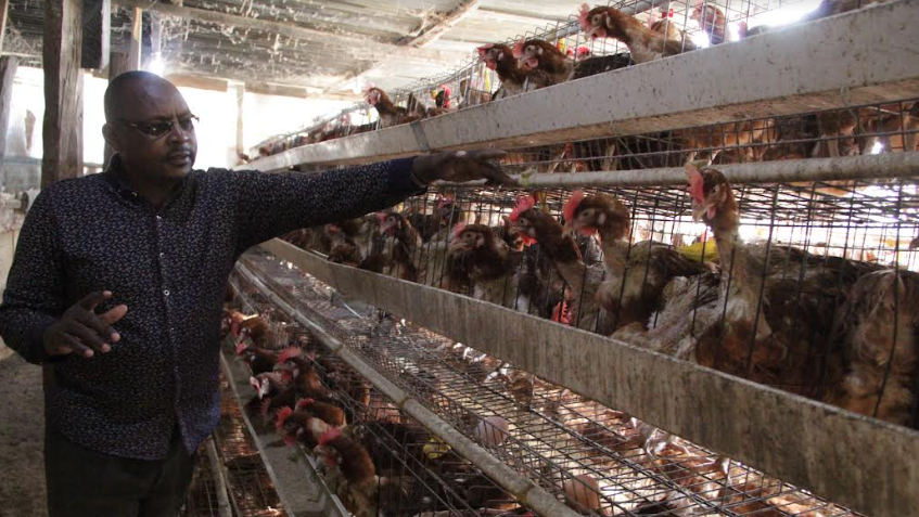 Chief boons in poultry farming – Kenya News Agency