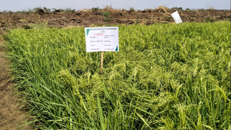 KALRO develops climate-smart high-yielding rice variety – Kenya News Agency