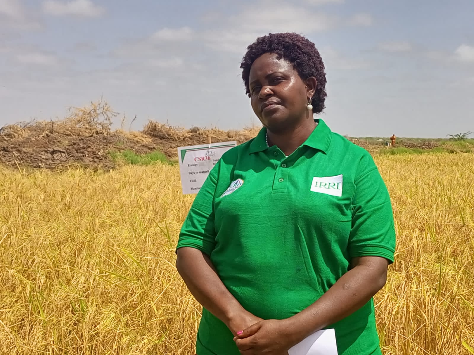 State Unveils Plans to Boost Rice Production – Kenya News Agency