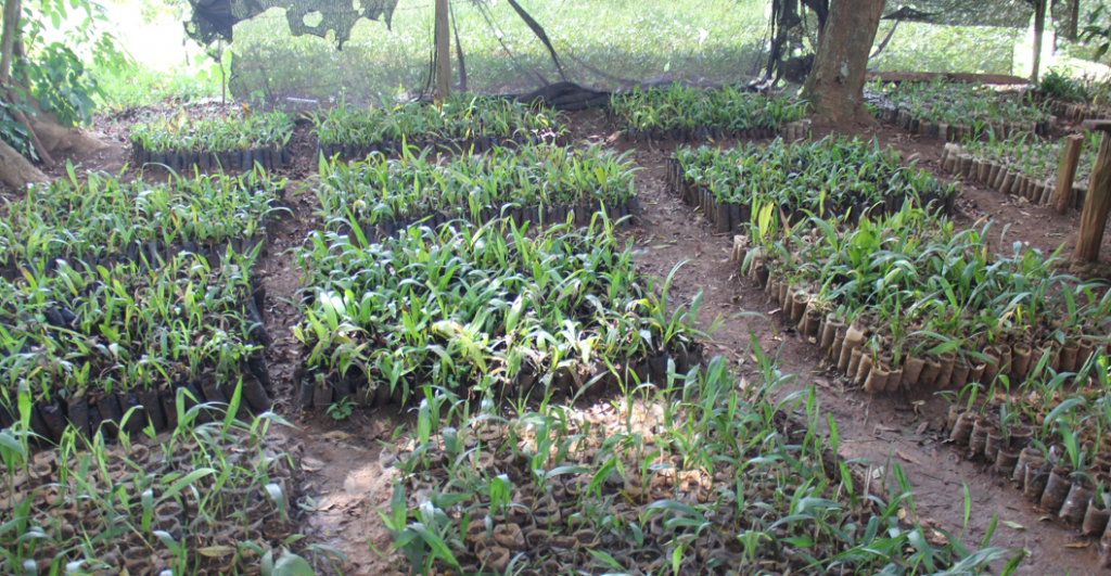 Palm oil trees new path for Busia farmers – Kenya News Agency