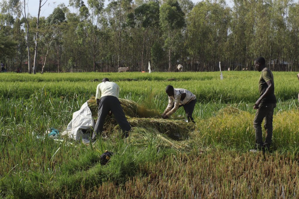 More Than 100 Acres of Rice Destroyed by Hailstones – KNA