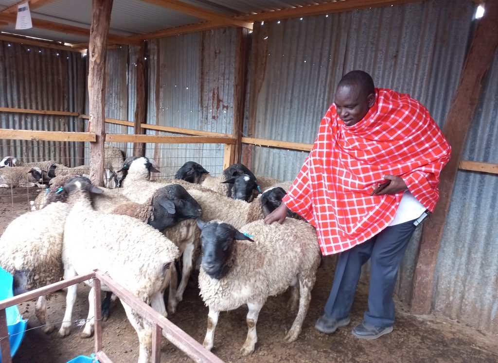KALRO Experts Develop ‘Smart’ Sheep Rearing Technology – Kenya News Agency