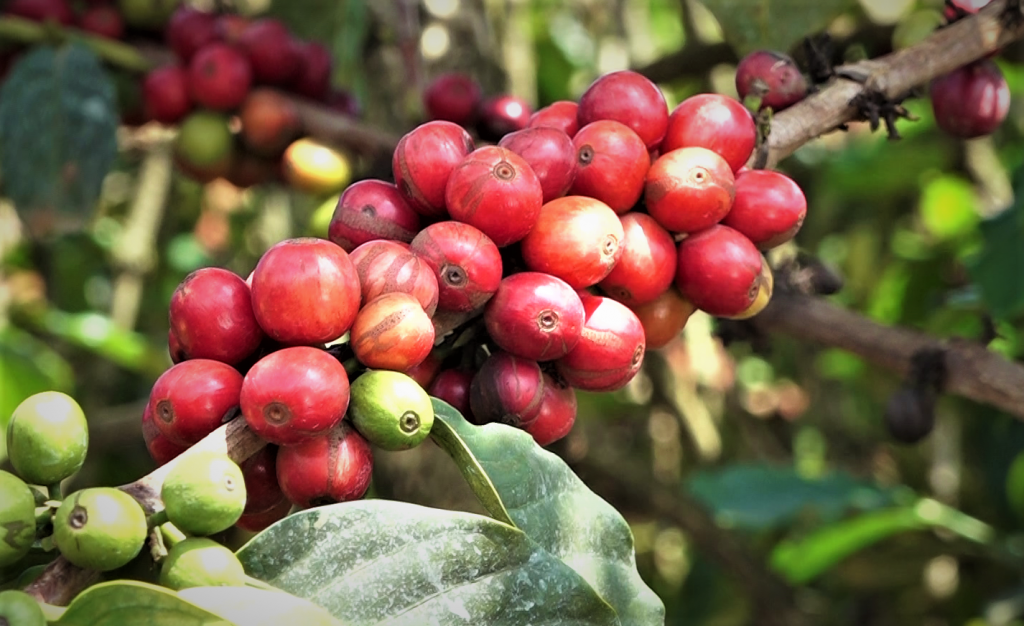 Embu Coffee Co-operatives Receive Sh76 million – KNA