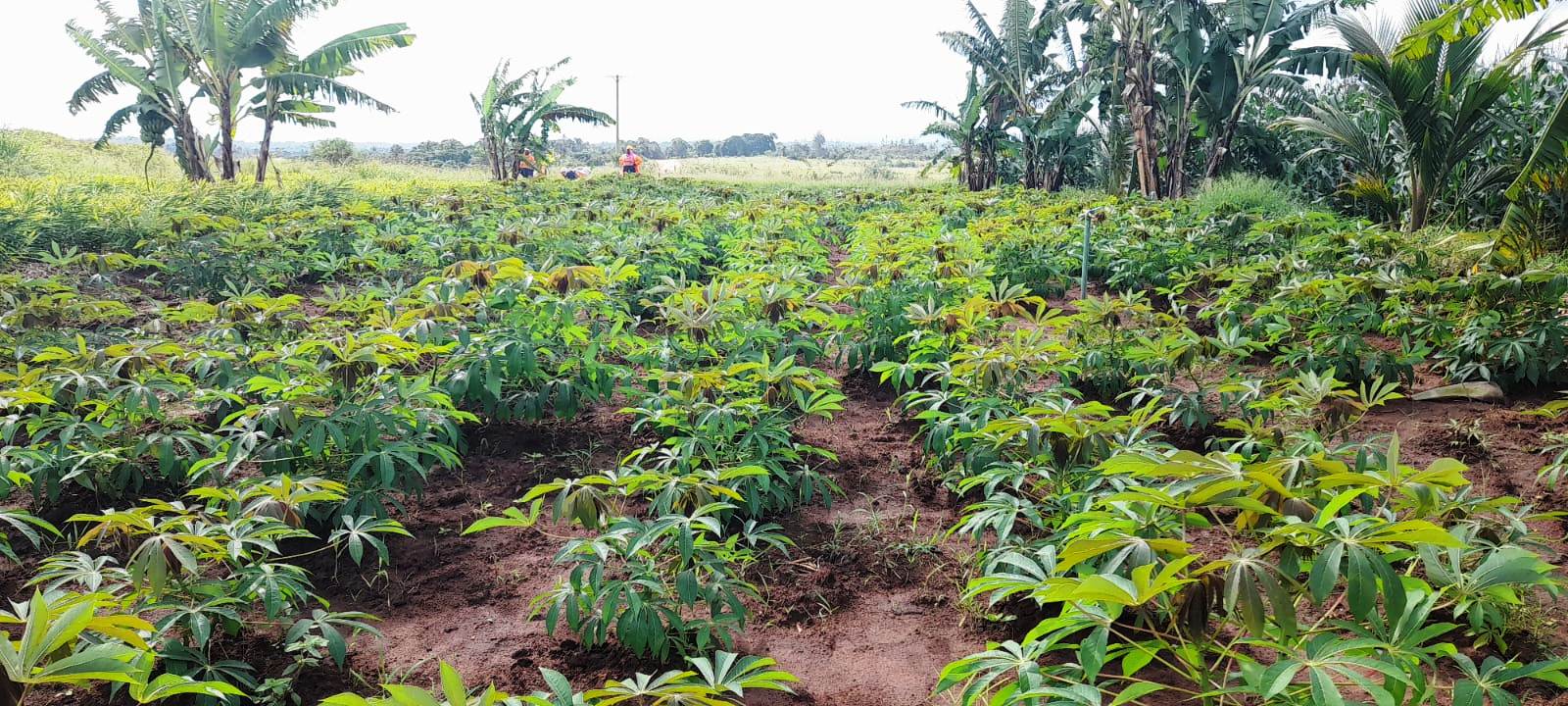 Mining company embarks on tree planting exercise – Kenya News Agency