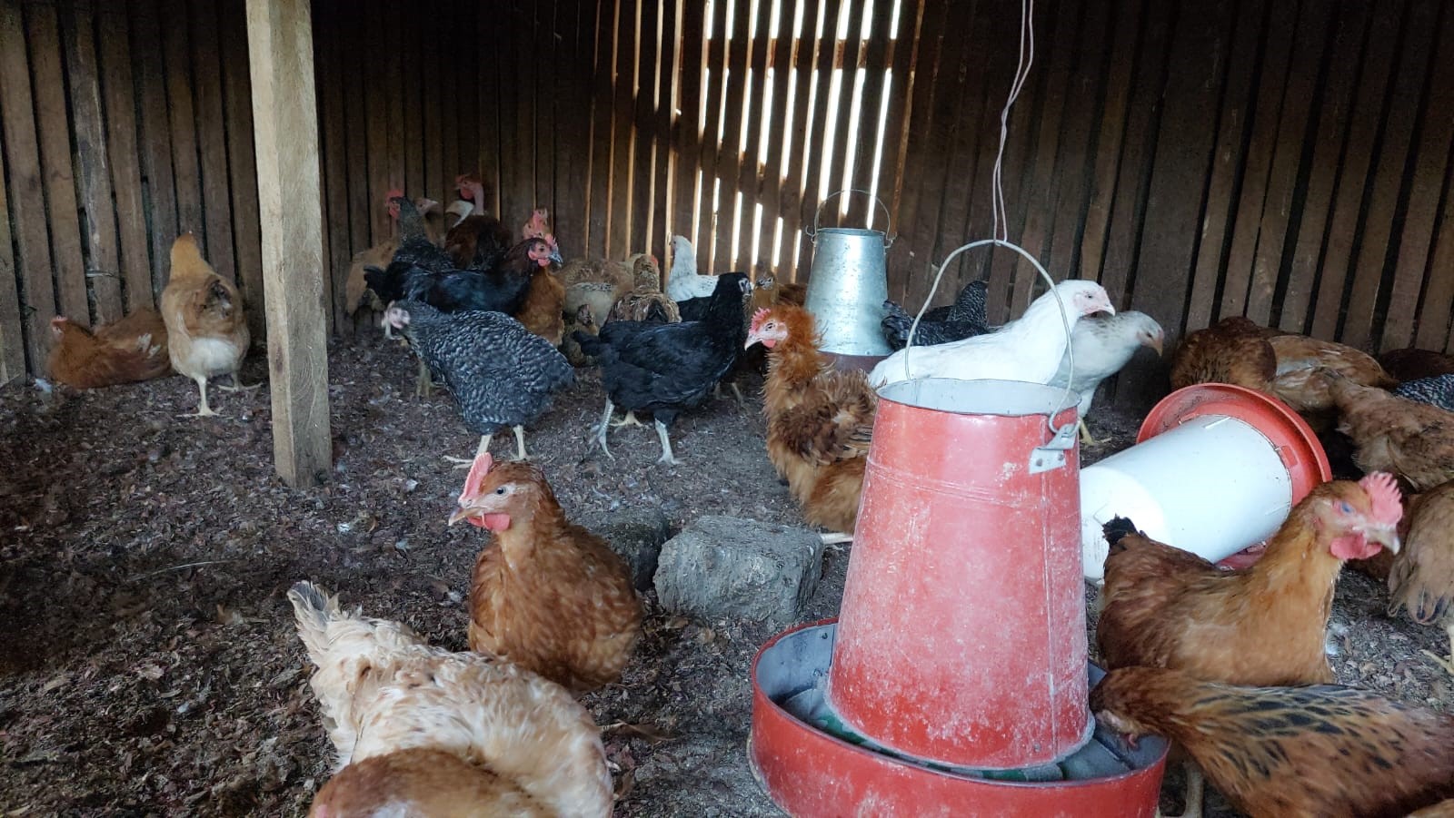 Keeping Up with Demand for Poultry Products – Kenya News Agency