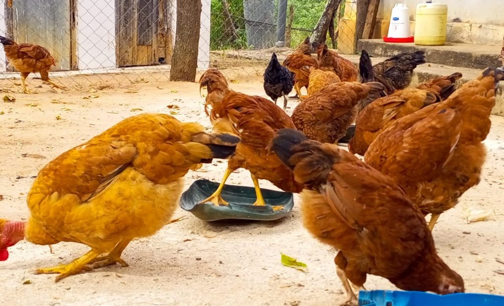 Produce and preserve the nutrition of households through chicken ...