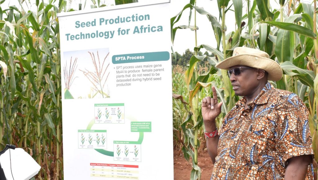 New technology develops high quality hybrid maize seed – Kenya News Agency