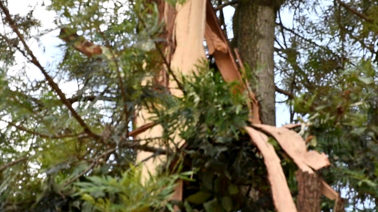 Lugari school appeals for arrestors after lightning strike – Kenya News ...