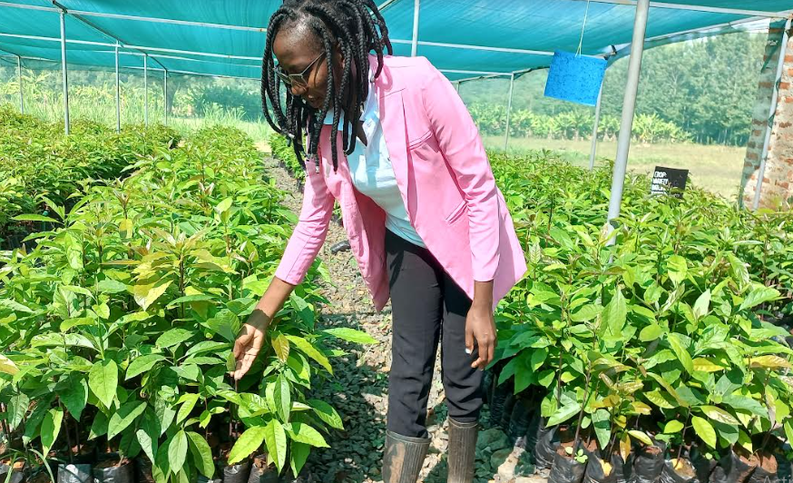 Avocado production to increase – Kenya News Agency