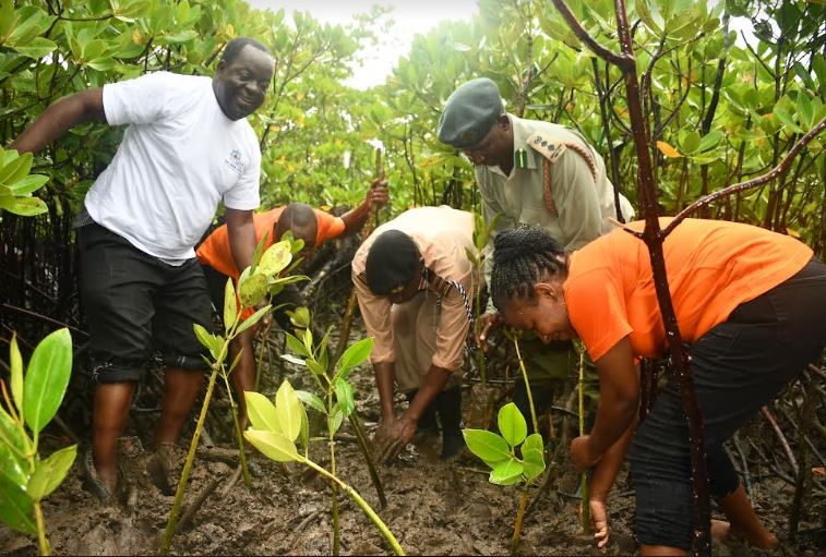 CDA intensifies the protection of marine ecosystems by planting ...