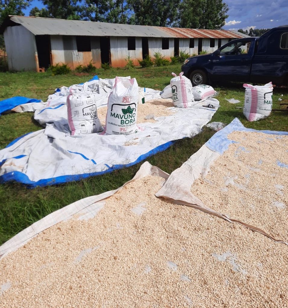 Revolutionizing grain storage through innovative hermetic bags – Kenya ...