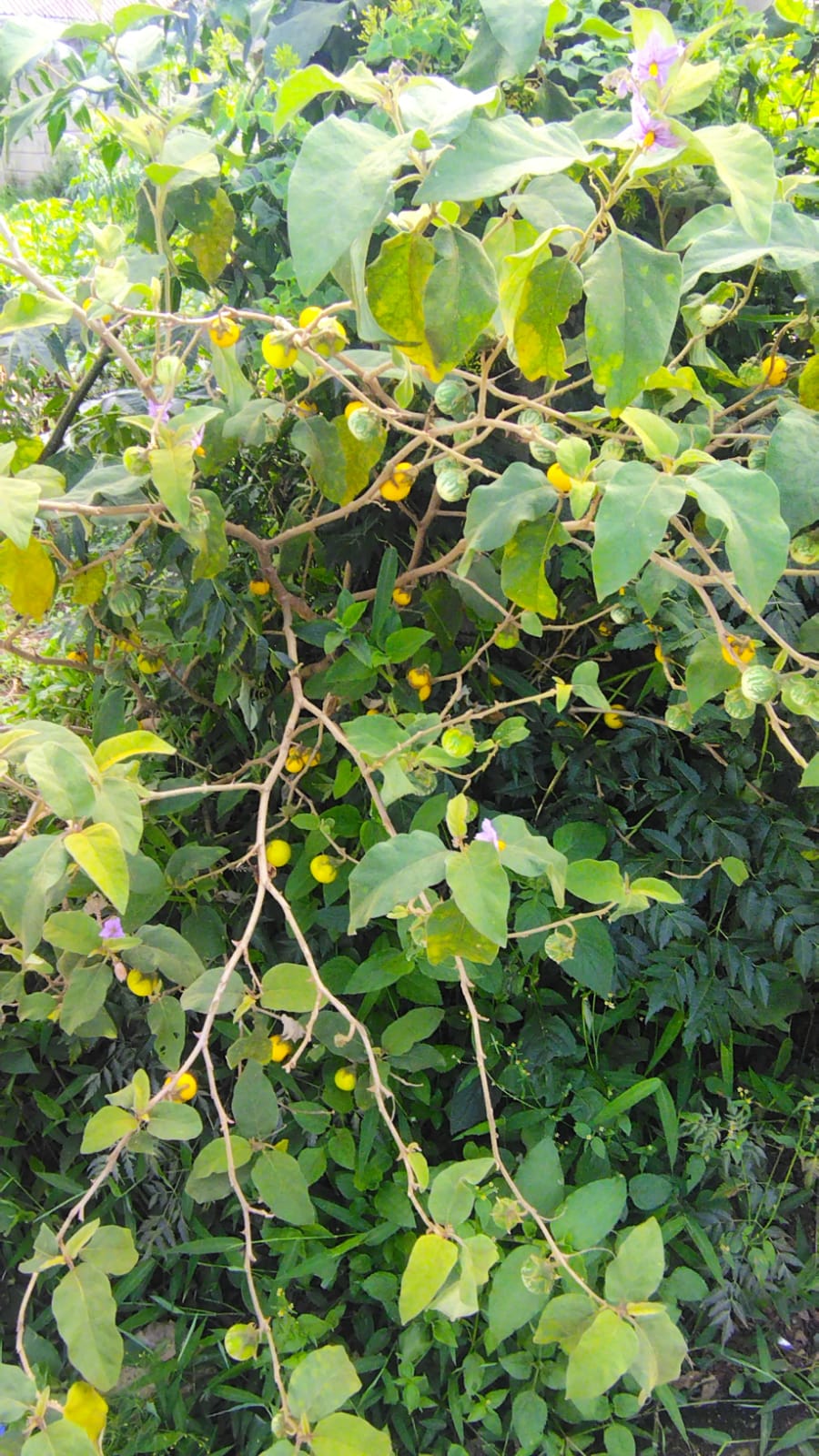 Small scale farmers focus on Indigenous seeds to enhance food security ...