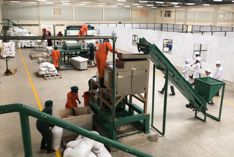 Company to promote macadamia nut production – Kenya News Agency