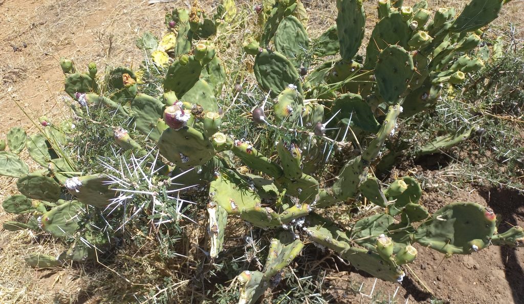 Maiyanat Community’s battles with Invasive cactus – Kenya News Agency