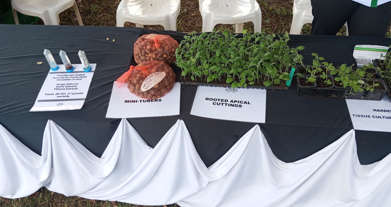 KALRO develops high-yielding potato – Kenya News Agency