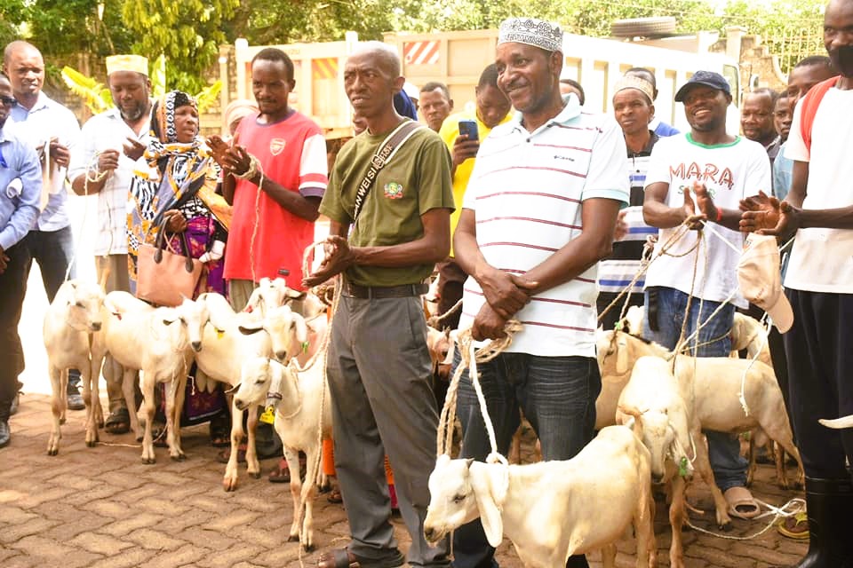Kwale rolls out hybrid gala goats distribution exercise – Kenya News Agency