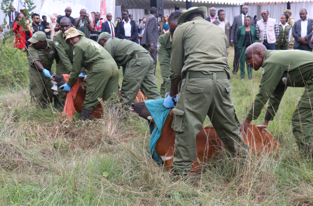 Milestone on Mountain Bongo conservation lauded – Kenya News Agency